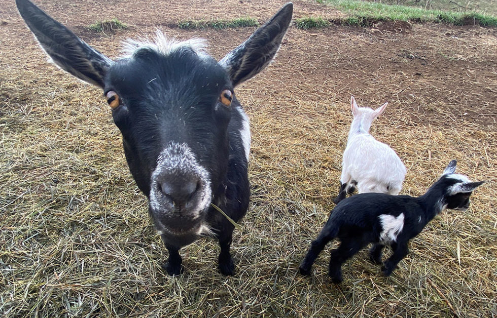 Lund Valley Farm | South Dakota Homemade Natural Products